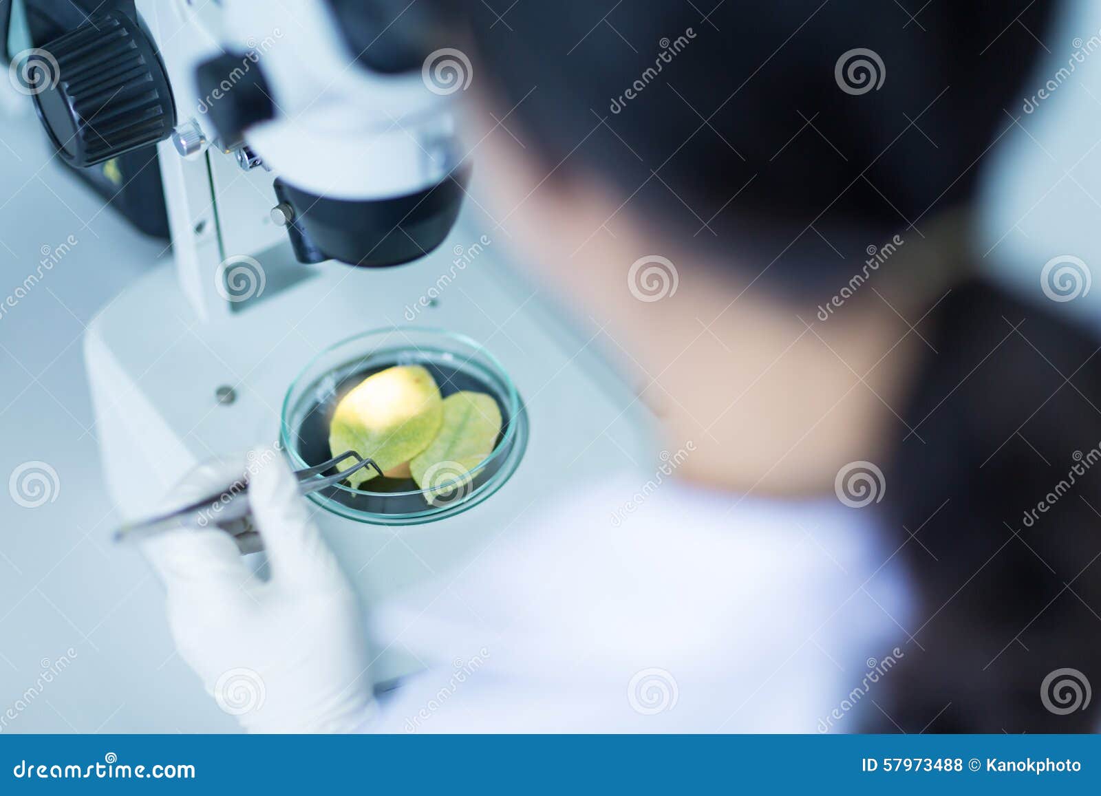 Stereo Microscope Inside A Laminar Flow Cabinet Stock Photo ...