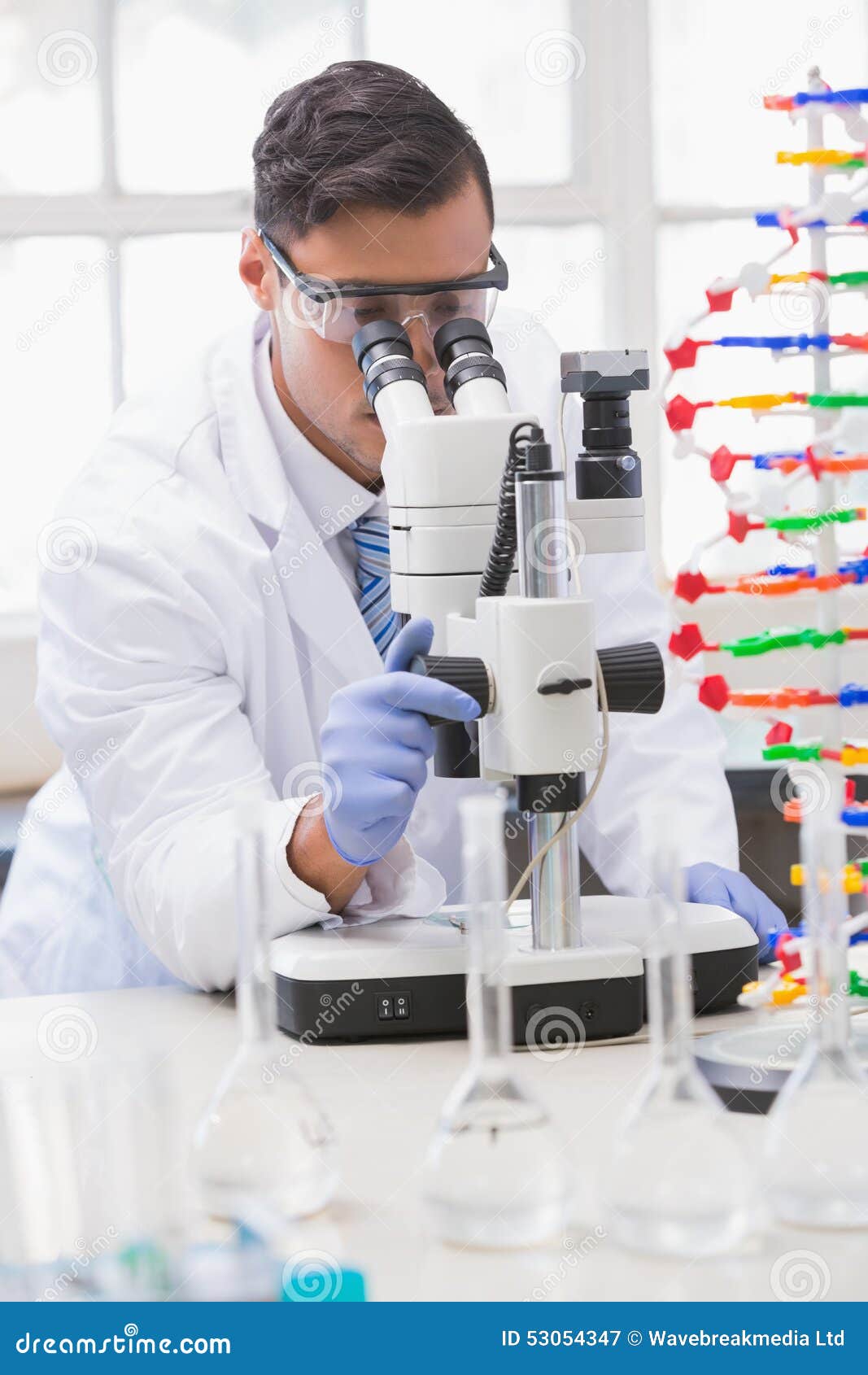 Scientist Analysing Petri Dish with the Microscope Stock Image - Image ...