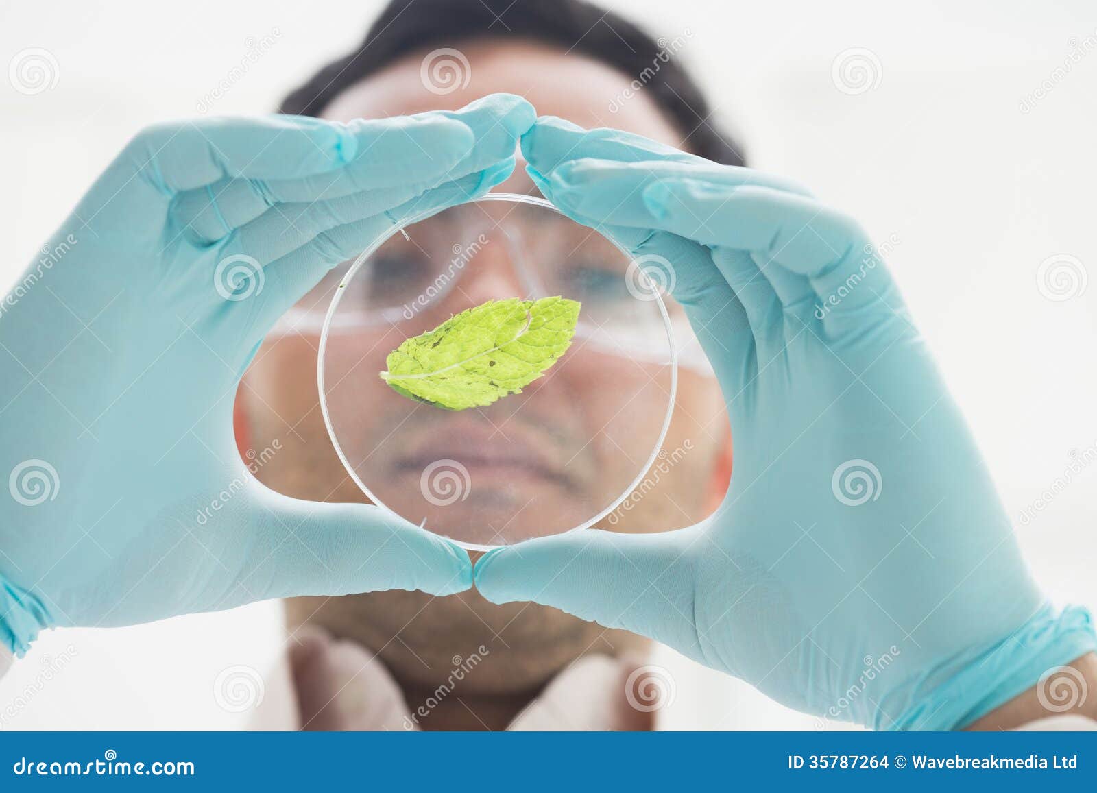 Scientist Analyzing a Leaf at the Laboratory Stock Photo - Image of ...
