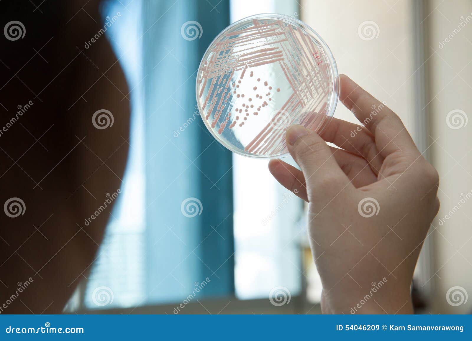 Scientist Checking Bacteria Colony Stock Image - Image of bactrial ...