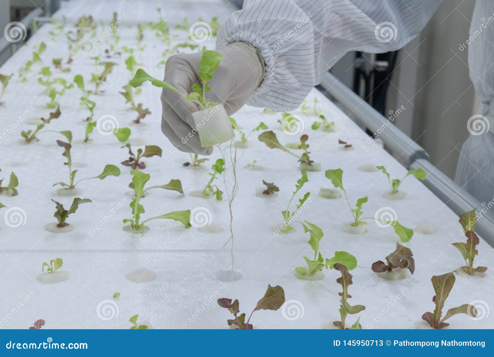 Scientist in Clean Suit Examining Green Oak Lettuce Hydroponic Stock ...