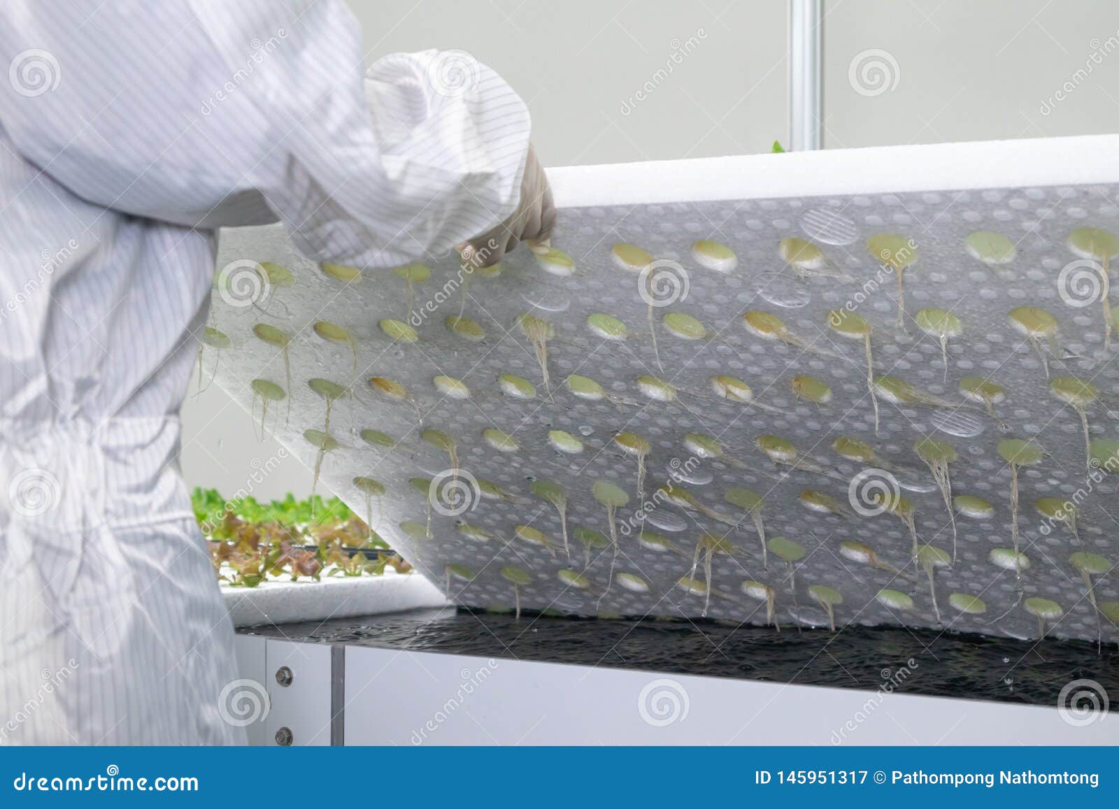 Scientist in Clean Suit Examining Sprout Green Oak Lettuce Stock Image ...