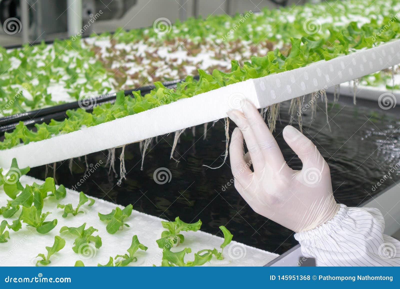 Scientist in Clean Suit Examining Sprout Green Oak Lettuce Stock Photo ...
