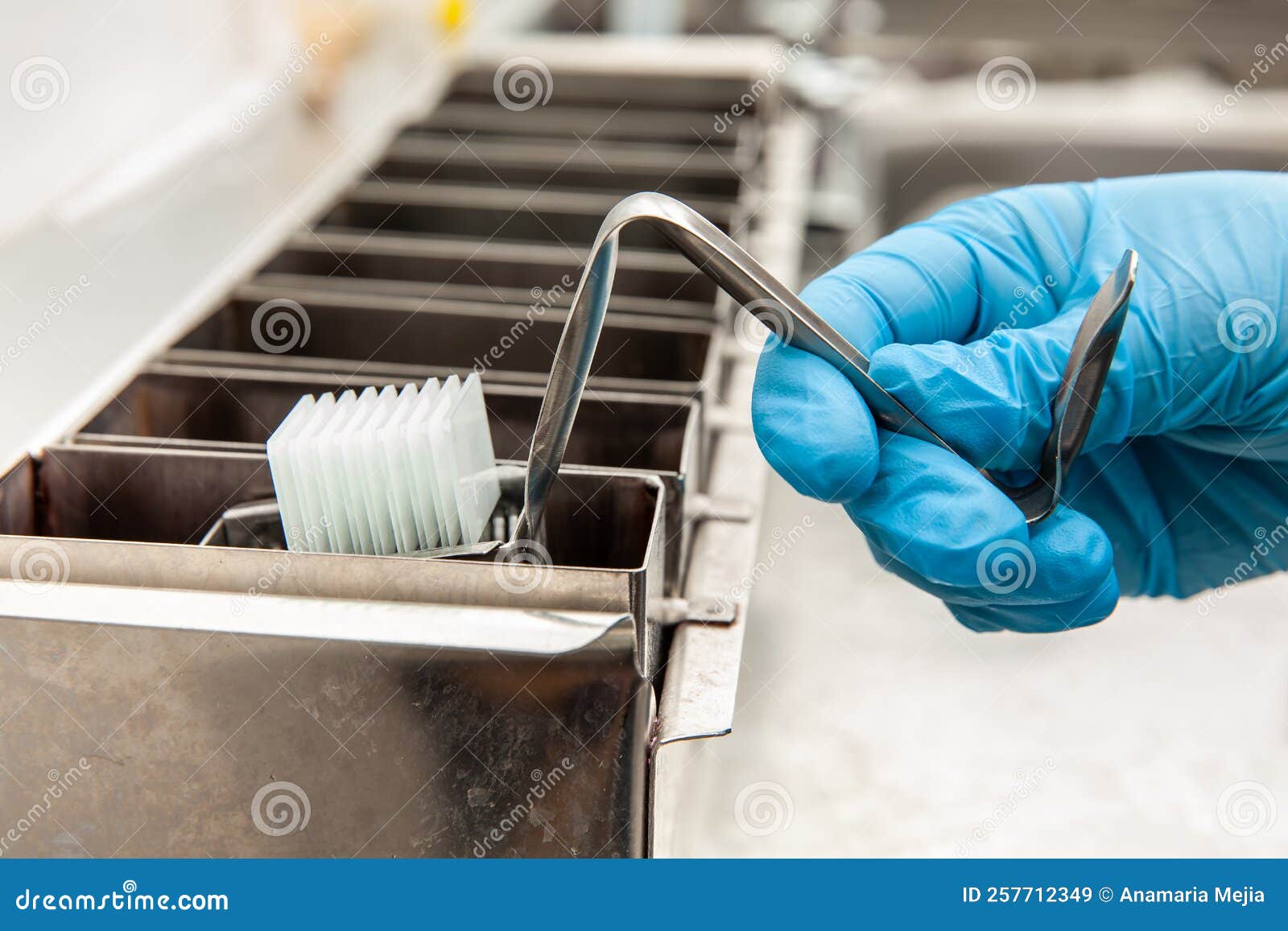 Scientist Dewaxing Paraffin Embedded Tissue Samples In The Laboratory ... Scientist Dewaxing Paraffin Embedded Tissue Samples In The Laboratory ...