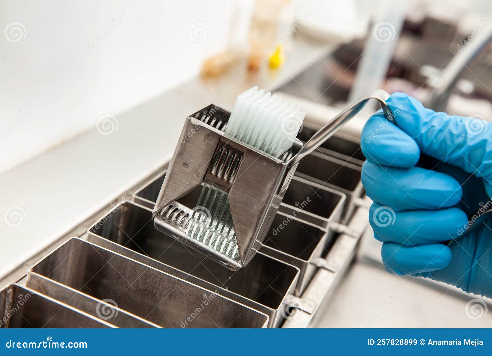 Scientist Dewaxing Paraffin Embedded Tissue Samples In The Laboratory ... Scientist Dewaxing Paraffin Embedded Tissue Samples In The Laboratory ...
