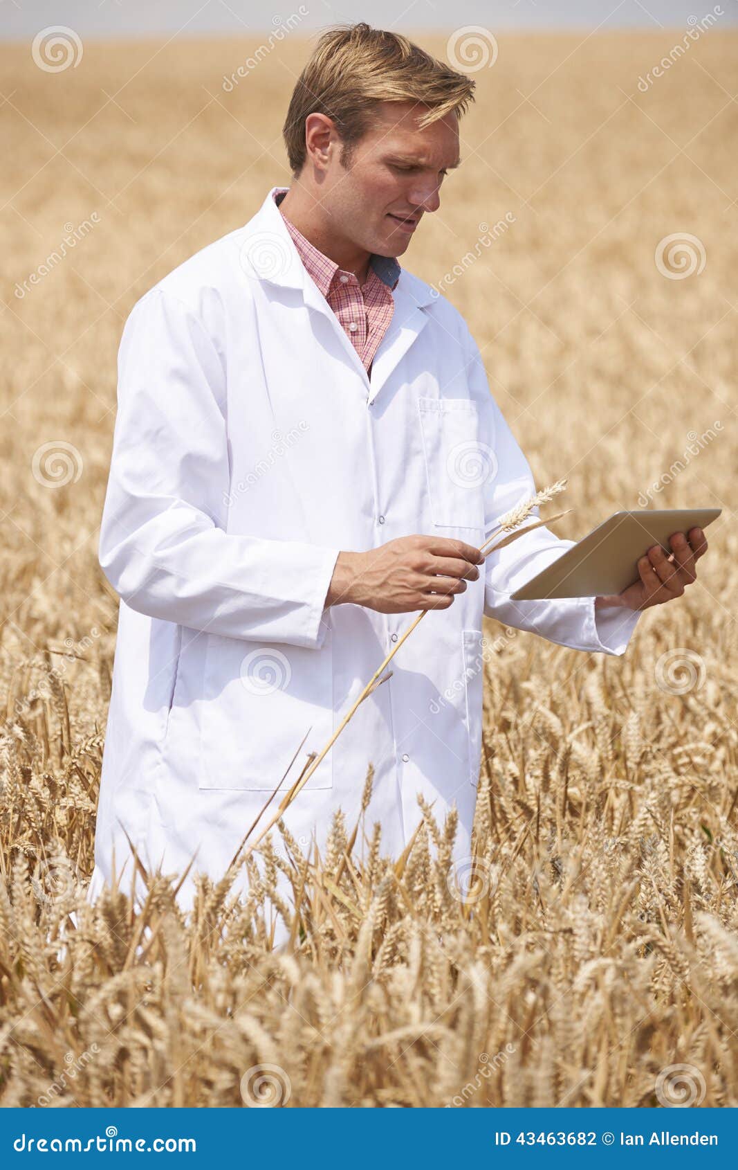 Scientist with Digital Tablet Examining Wheat Crop in Field Stock Photo ...