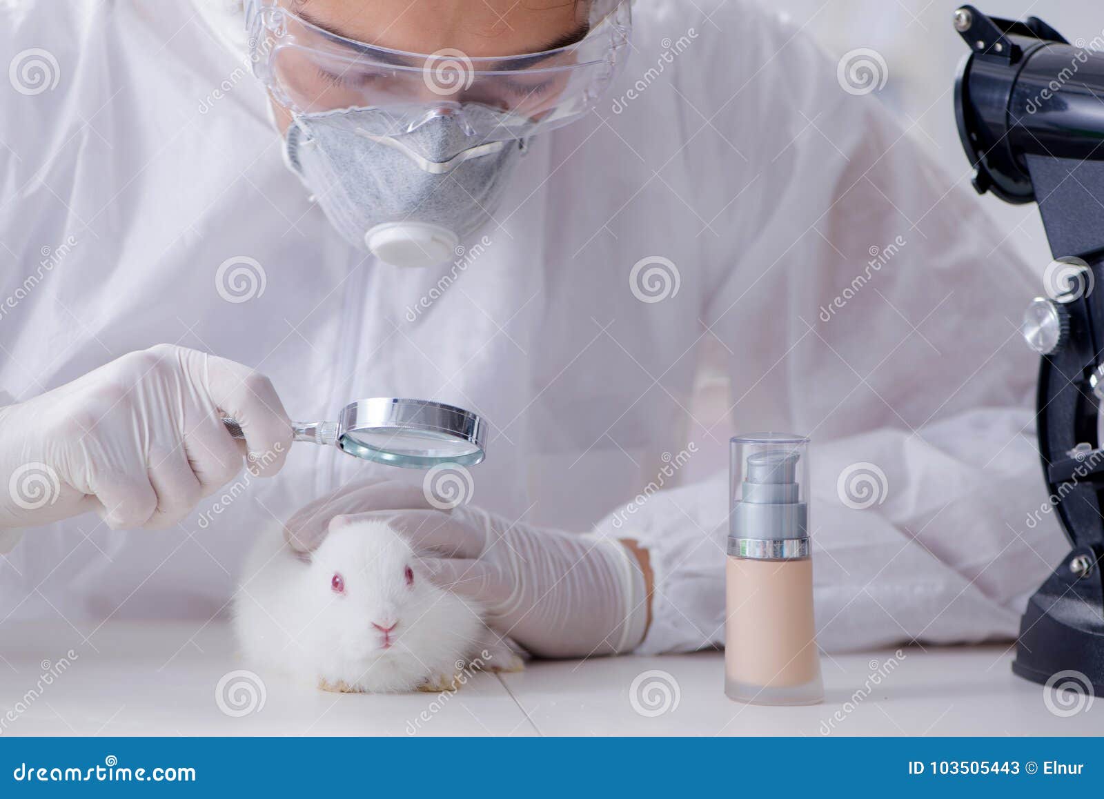 The Scientist Doing Animal Experiment in Lab with Rabbit Stock Image ...