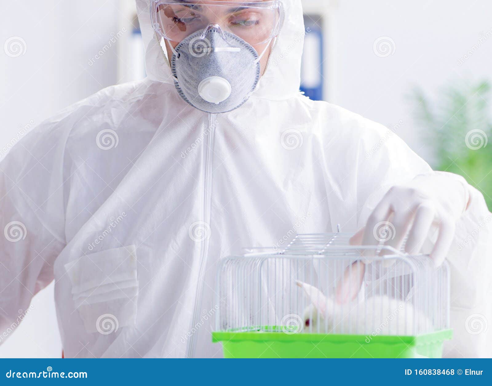 Scientist Doing Animal Experiment in Lab with Rabbit Stock Photo ...