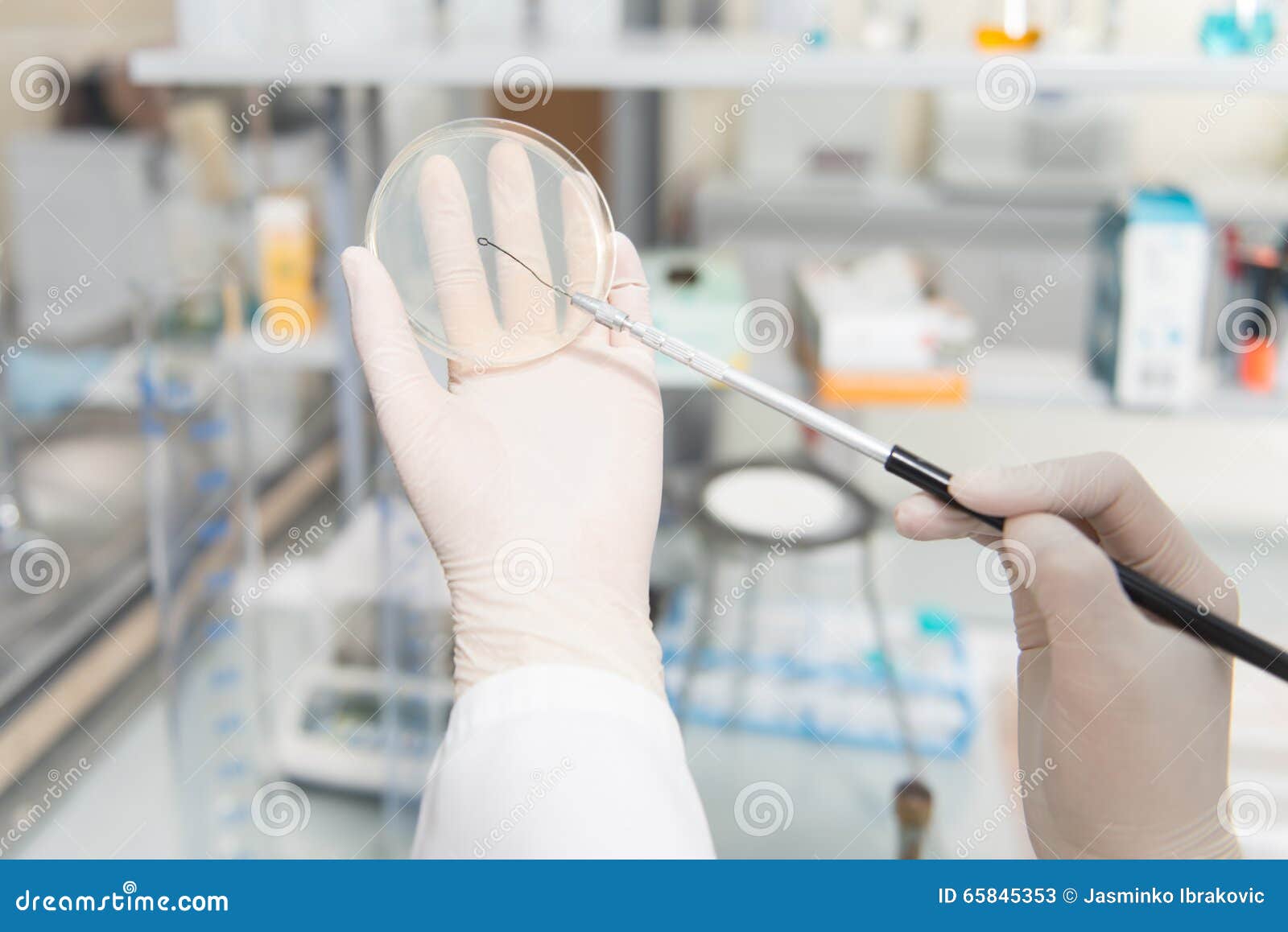 Scientist Doing Experiment in Laboratory Stock Image - Image of ...