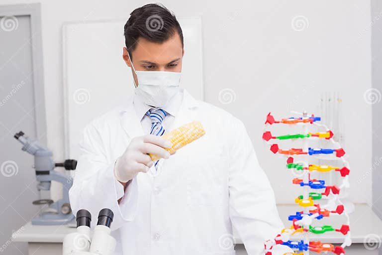 Scientist Doing an Experimentation on Corn Stock Photo - Image of ...
