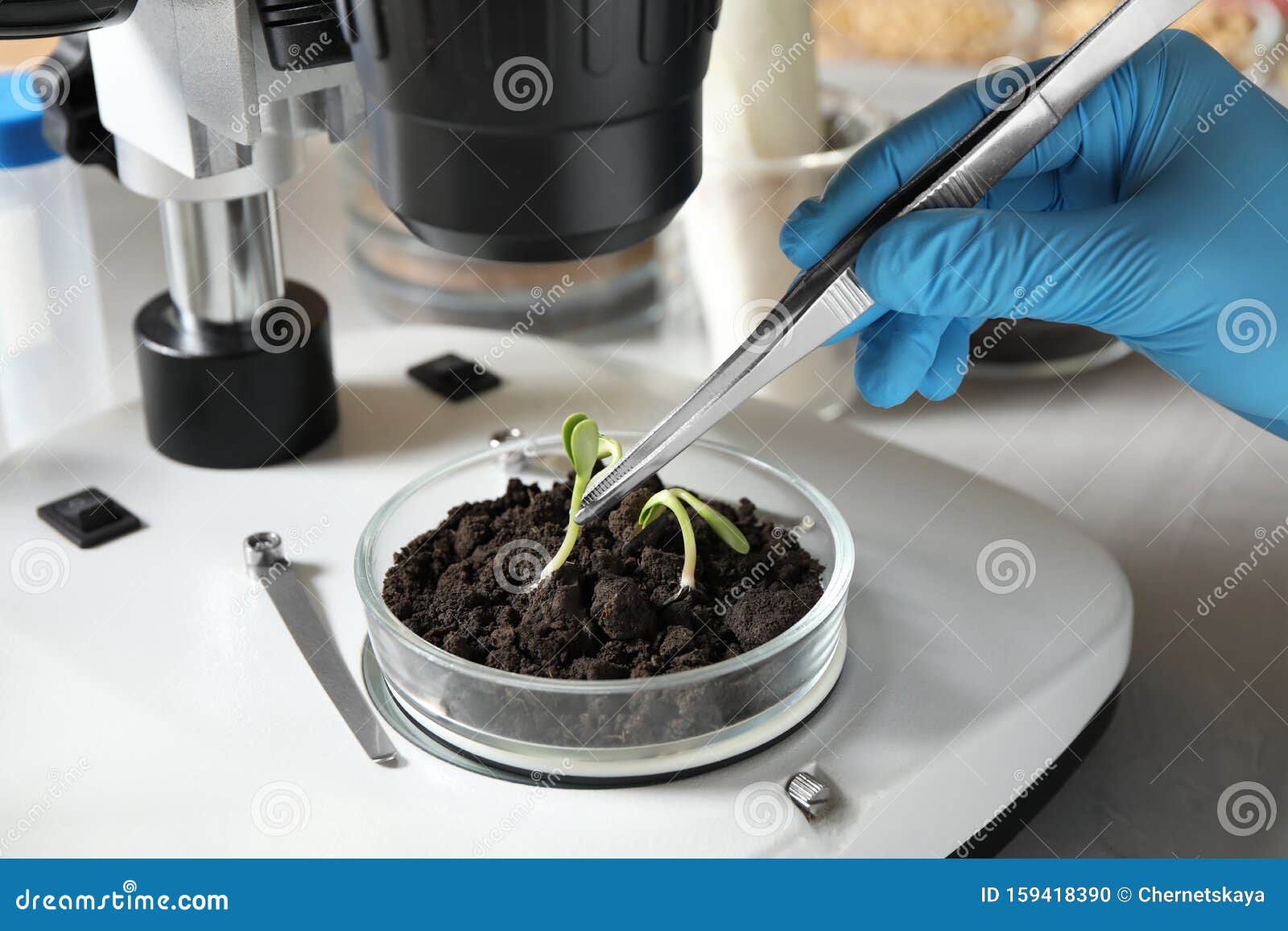 Scientist Doing Phytopathological Testing of Plants with Microscope in ...