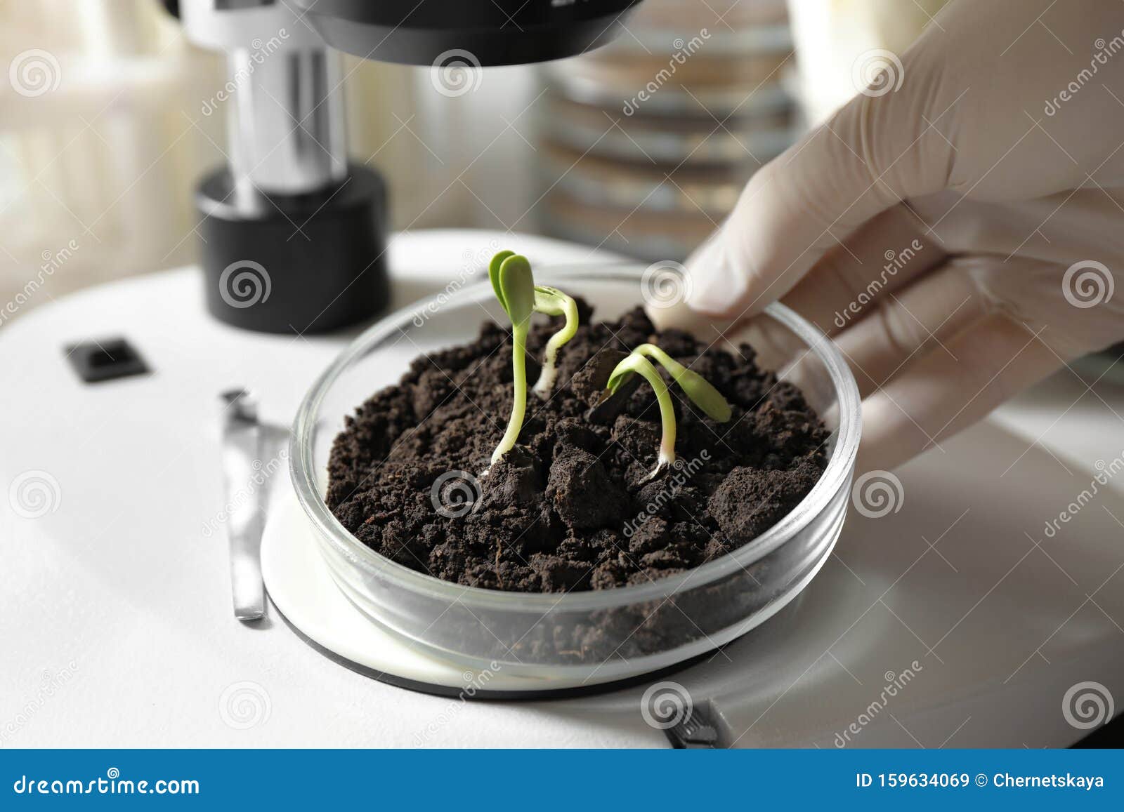 Scientist Doing Phytopathological Testing of Plants with Microscope in ...