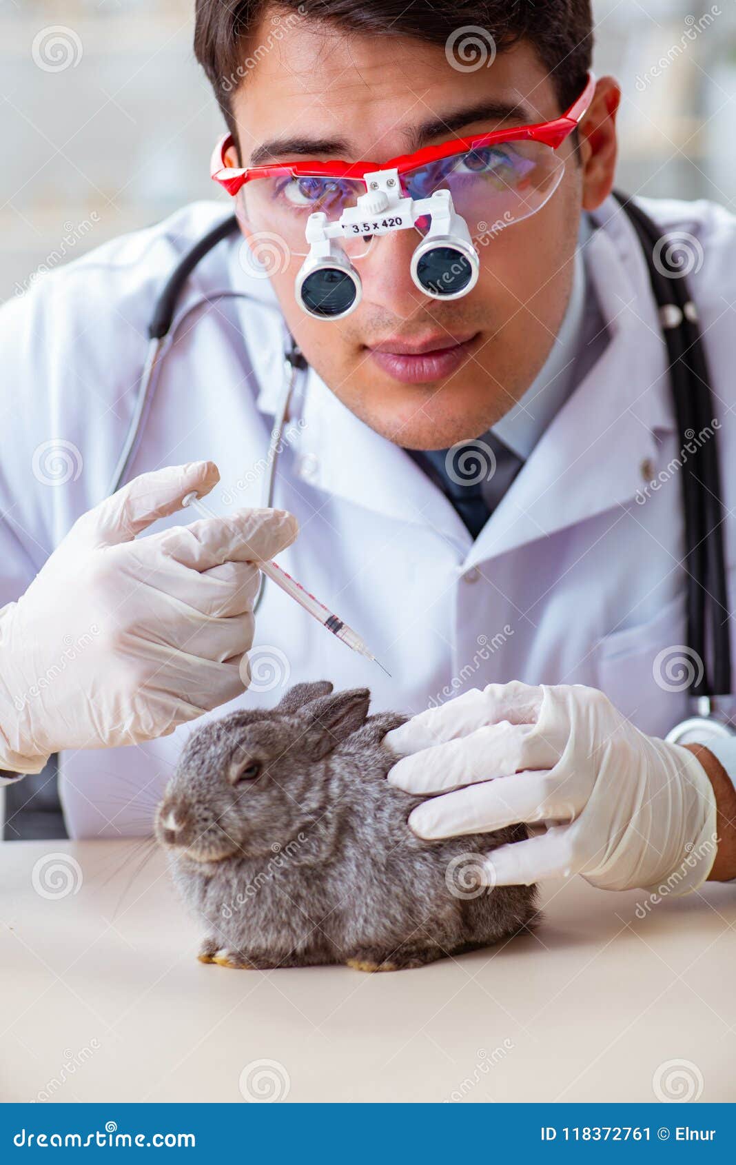 The Scientist Doing Testing on Animals Rabbit Stock Image - Image of ...