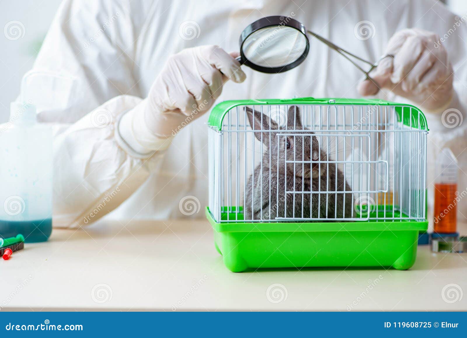 The Scientist Doing Testing on Animals Rabbit Stock Image - Image of ...
