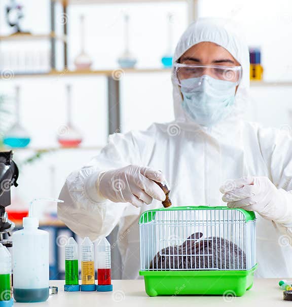 Scientist Doing Testing on Animals Rabbit Stock Image - Image of ...