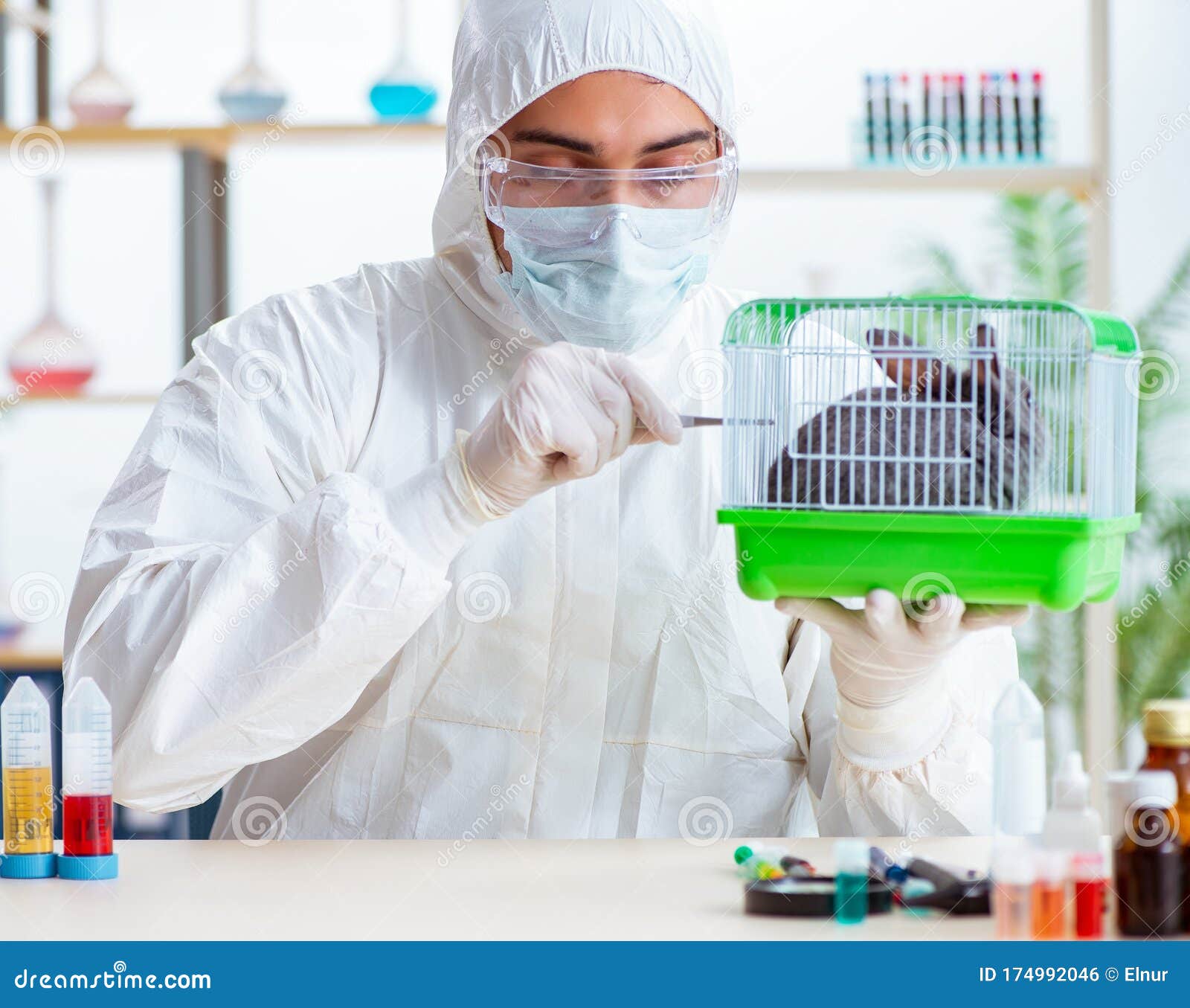 Scientist Doing Testing on Animals Rabbit Stock Photo - Image of ...