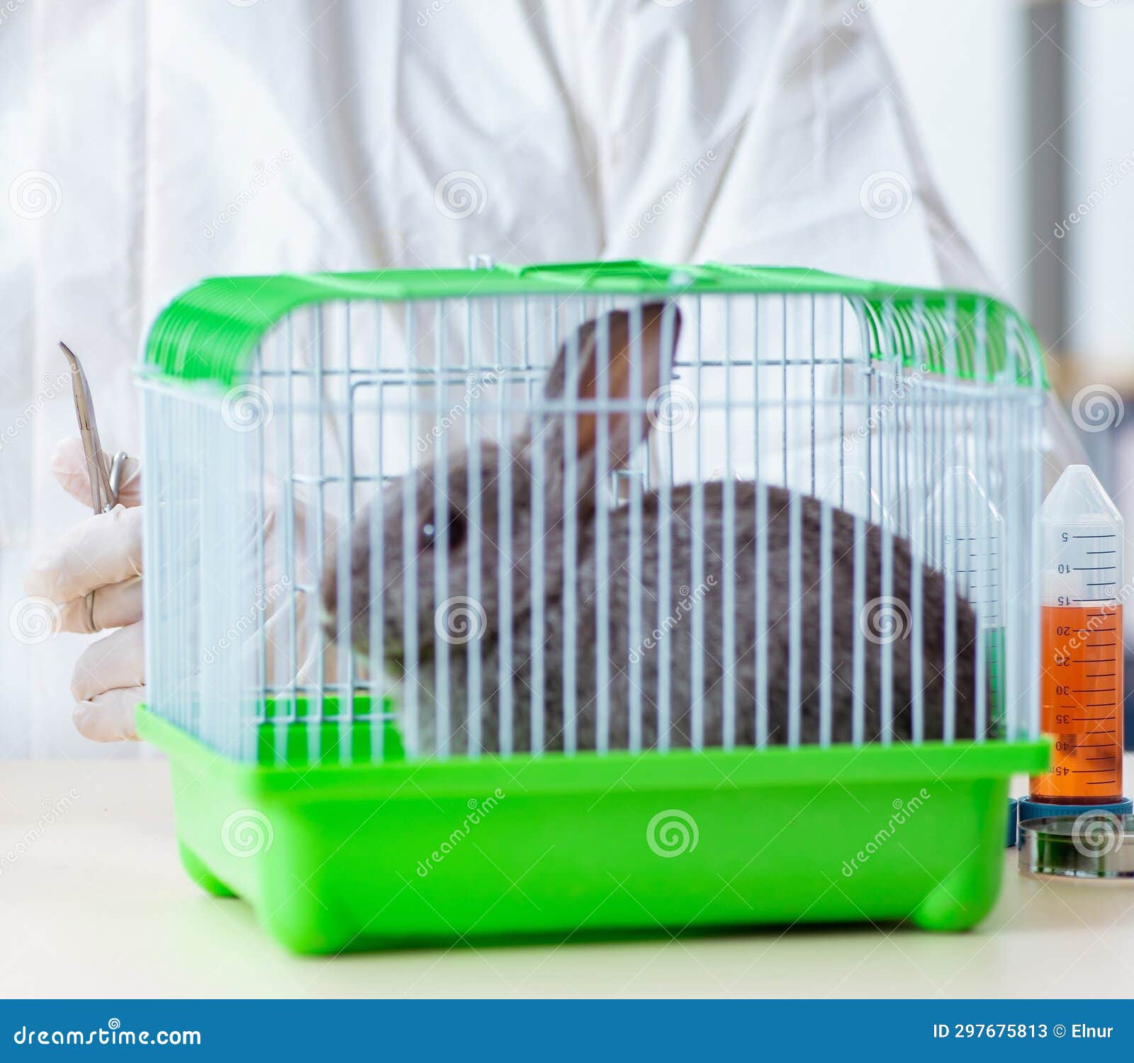 Scientist Doing Testing on Animals Rabbit Stock Image - Image of ...