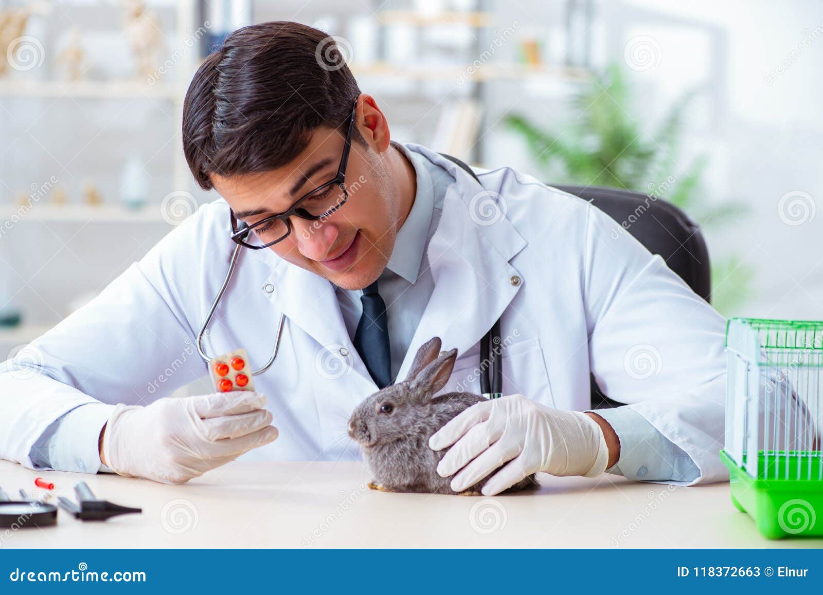 The Scientist Doing Testing on Animals Rabbit Stock Image - Image of ...