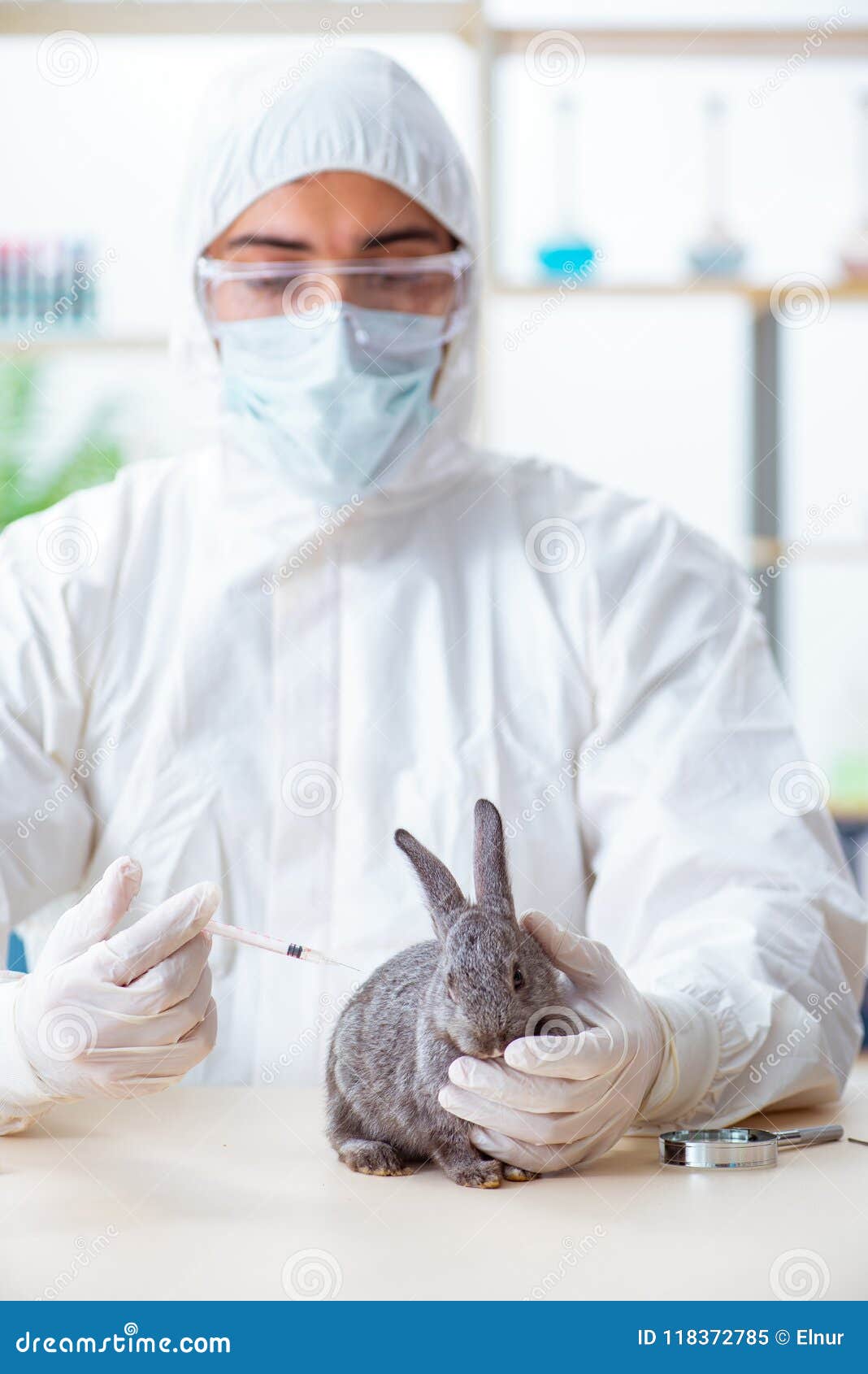 The Scientist Doing Testing on Animals Rabbit Stock Image - Image of ...