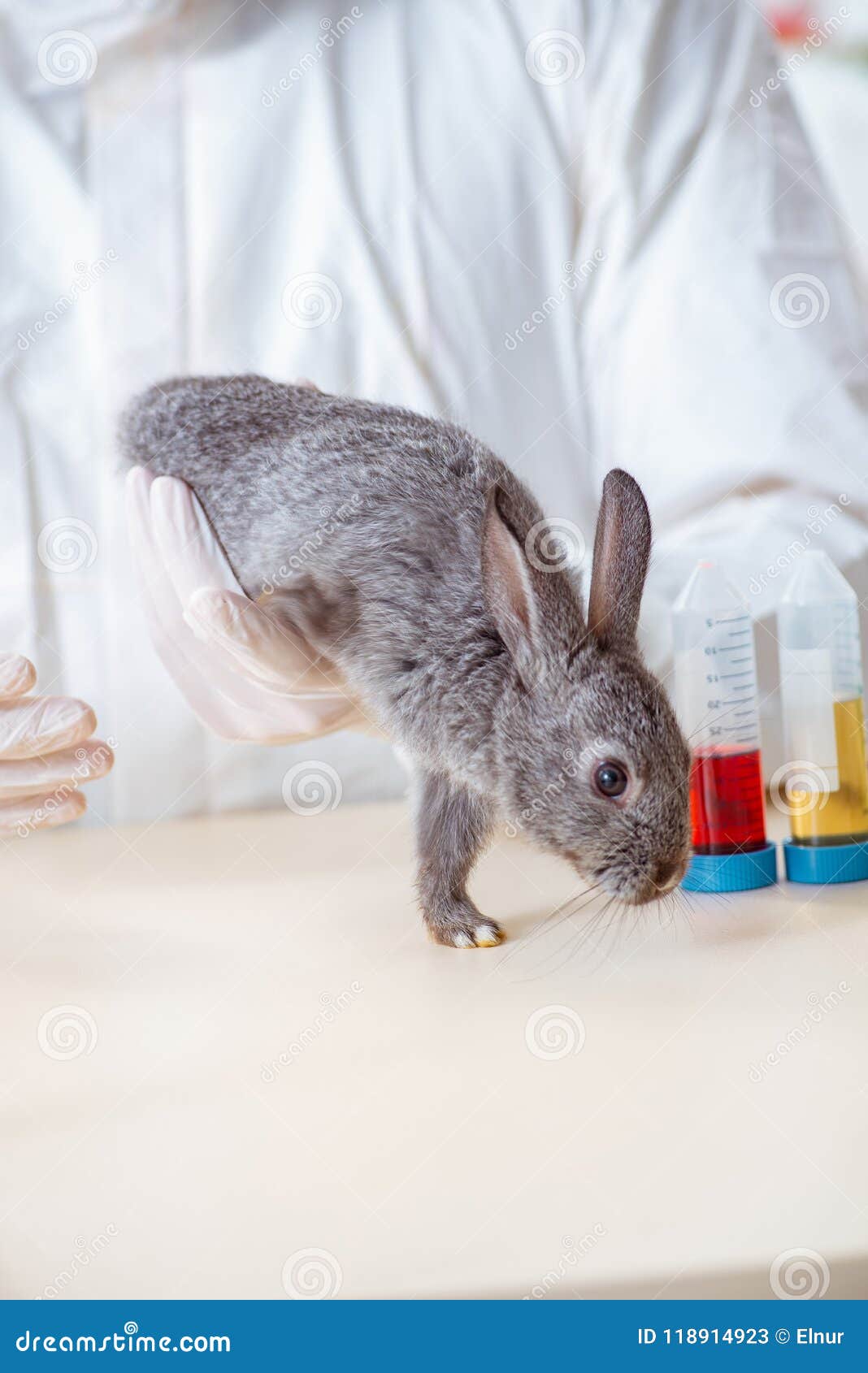 The Scientist Doing Testing on Animals Rabbit Stock Image - Image of ...