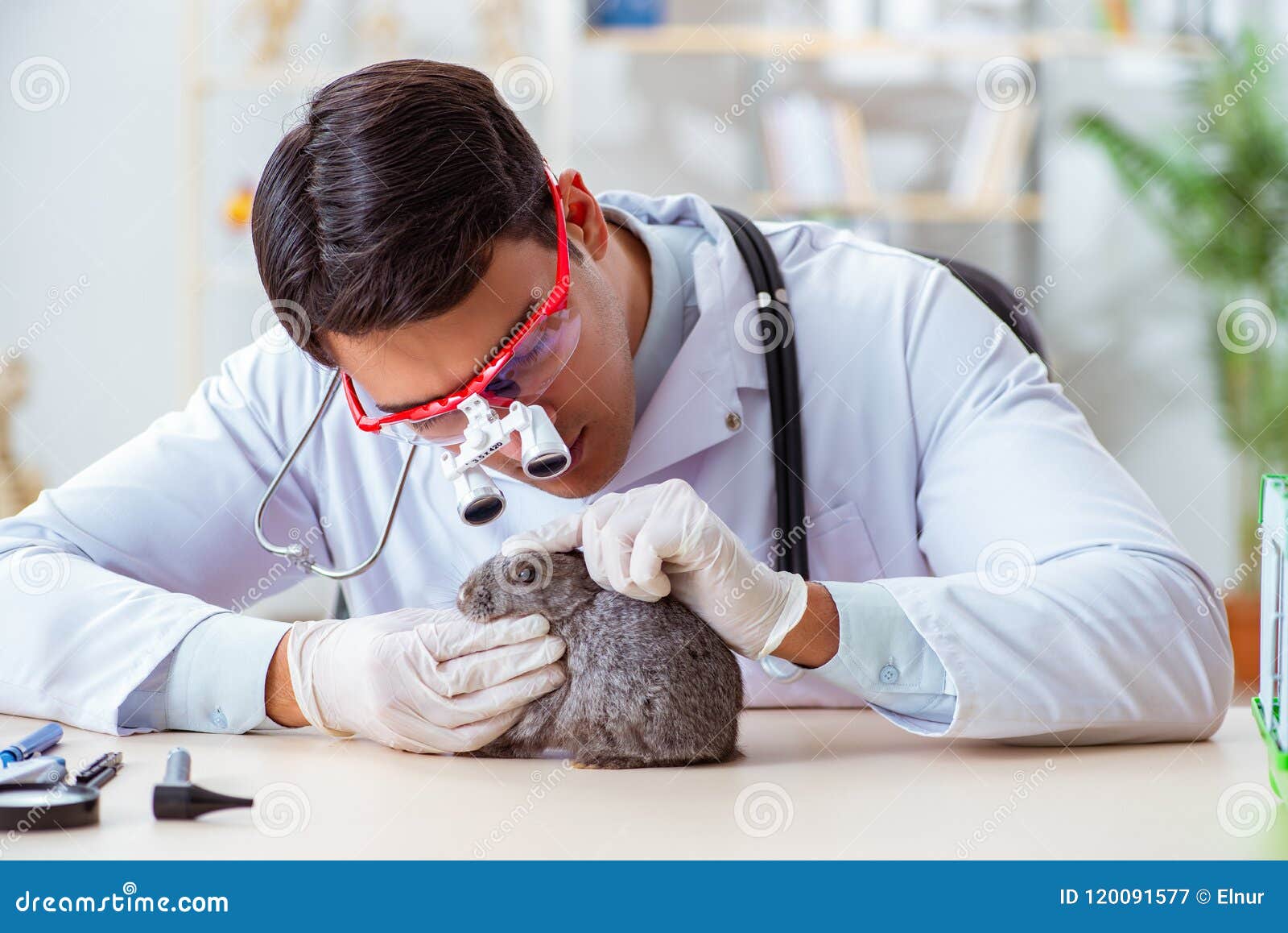 The Scientist Doing Testing on Animals Rabbit Stock Image - Image of ...