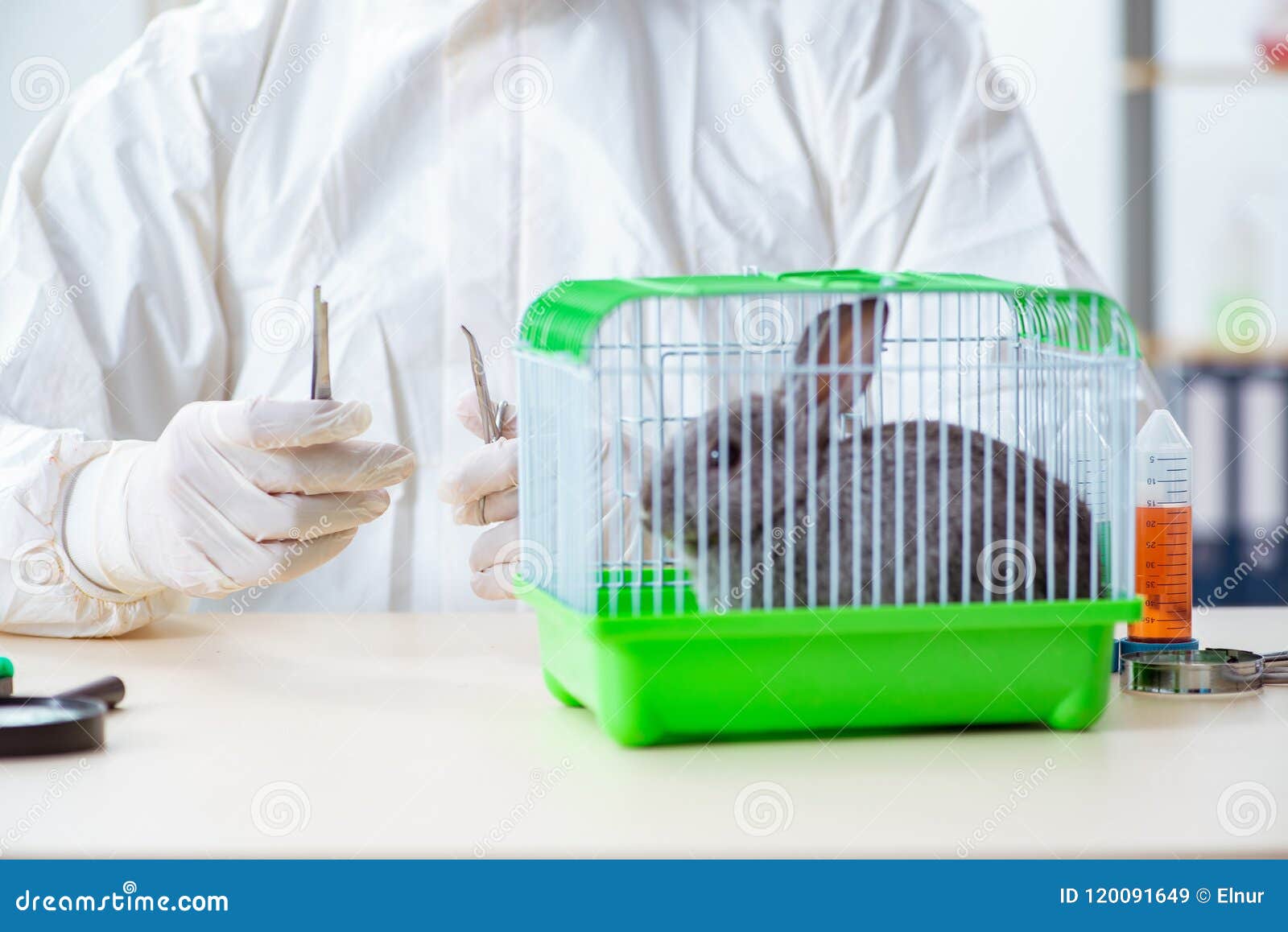 The Scientist Doing Testing on Animals Rabbit Stock Image - Image of ...