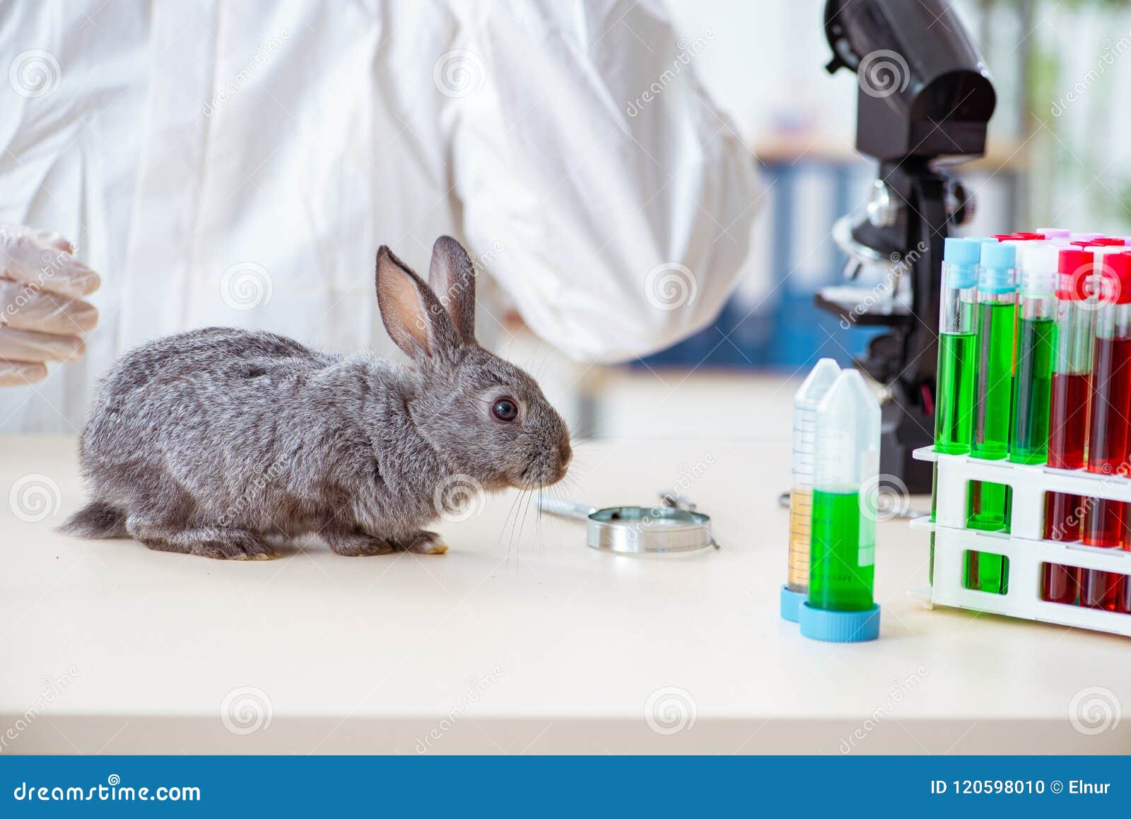 The Scientist Doing Testing on Animals Rabbit Stock Photo - Image of ...