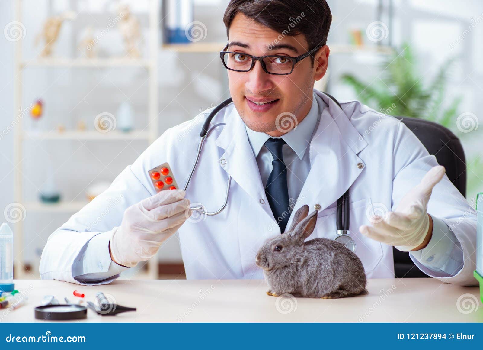 The Scientist Doing Testing on Animals Rabbit Stock Photo - Image of ...