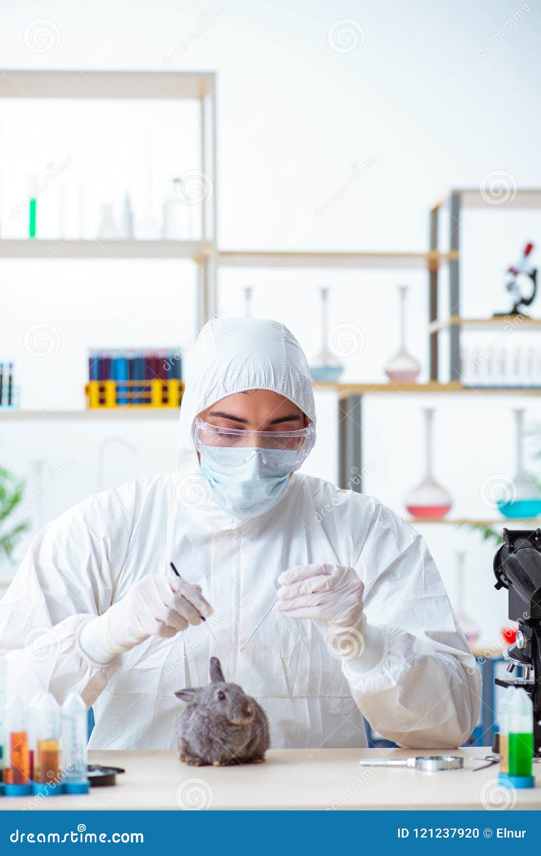 The Scientist Doing Testing on Animals Rabbit Stock Photo - Image of ...