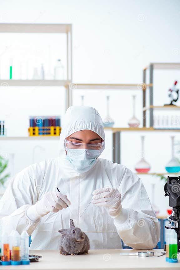 The Scientist Doing Testing on Animals Rabbit Stock Photo - Image of ...