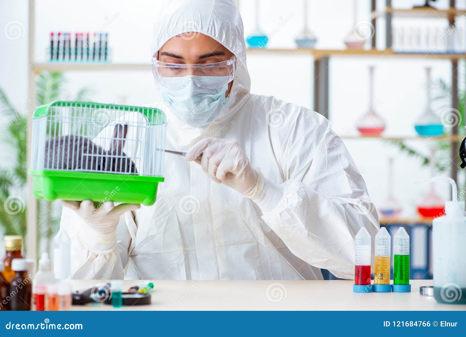 The Scientist Doing Testing on Animals Rabbit Stock Photo - Image of ...