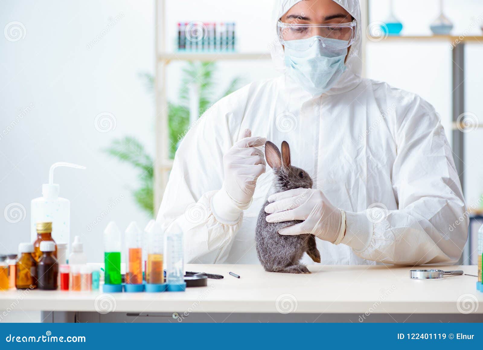 The Scientist Doing Testing on Animals Rabbit Stock Image - Image of ...
