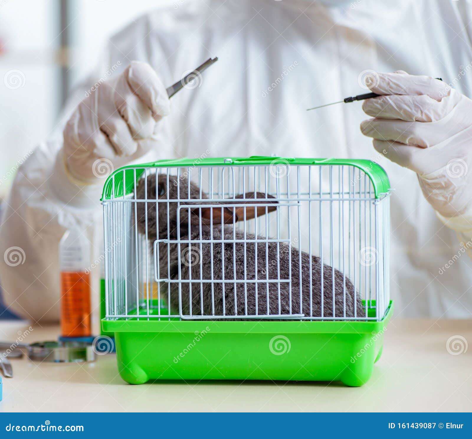 Scientist Doing Testing on Animals Rabbit Stock Image - Image of ...