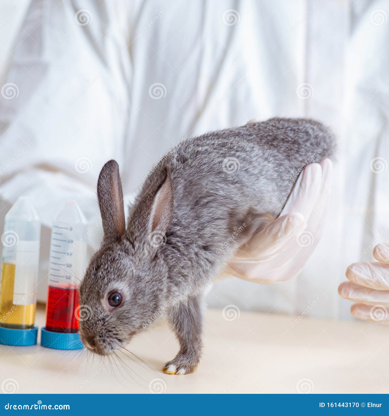Scientist Doing Testing on Animals Rabbit Stock Photo - Image of ...