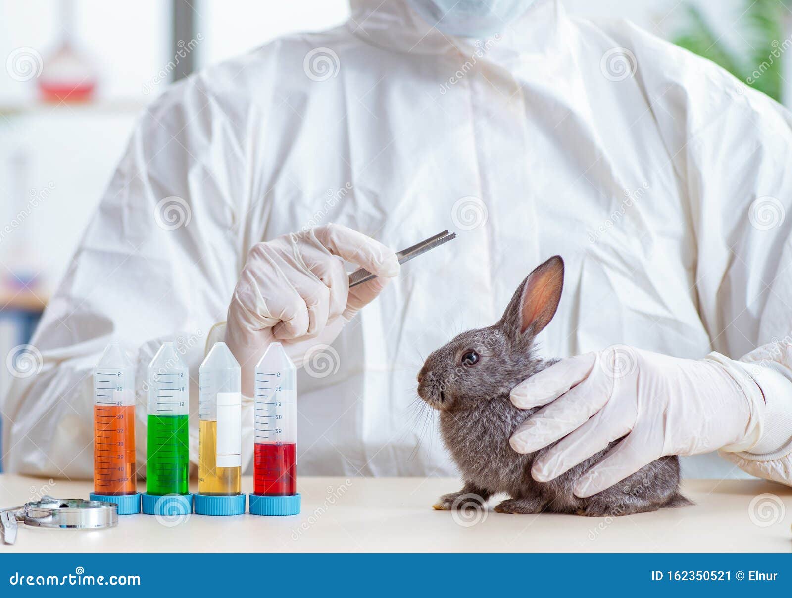Scientist Doing Testing on Animals Rabbit Stock Image - Image of health ...