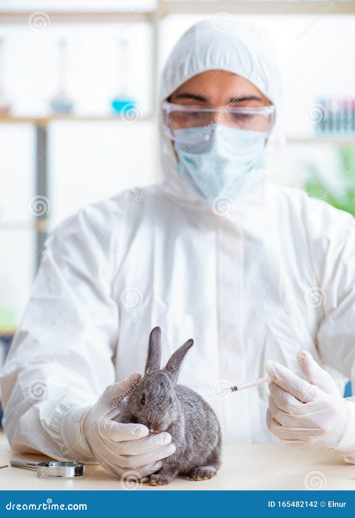 Scientist Doing Testing on Animals Rabbit Stock Photo - Image of ...