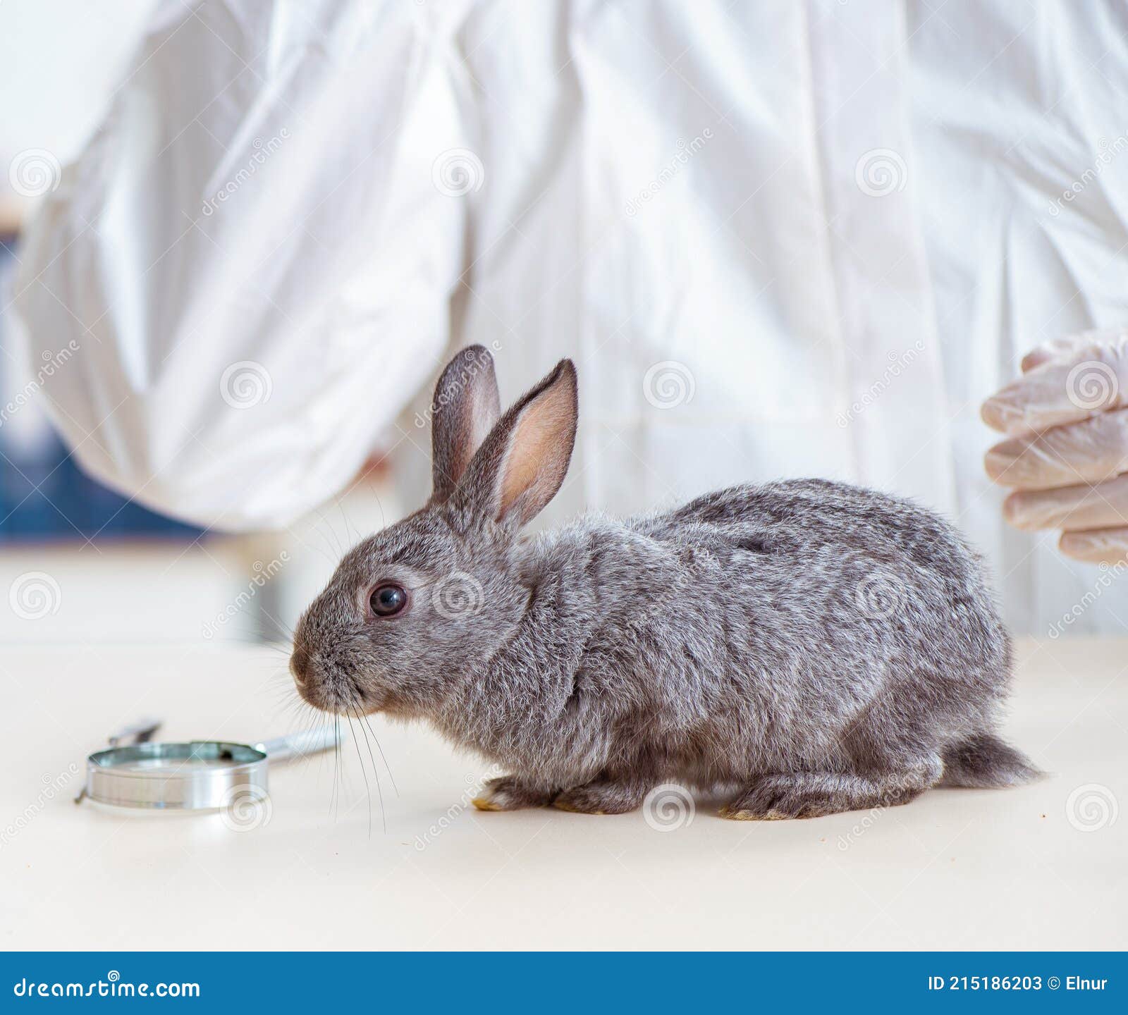 Scientist Doing Testing on Animals Rabbit Stock Image - Image of ...