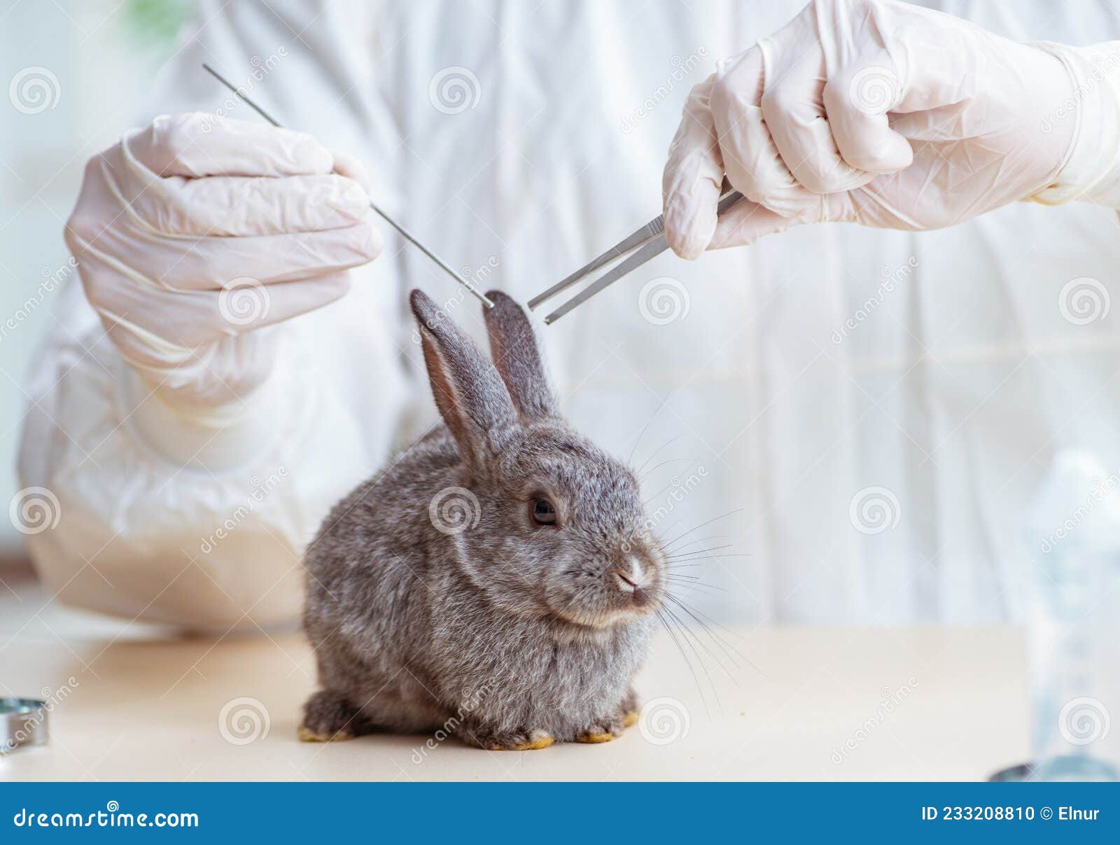 Scientist Doing Testing on Animals Rabbit Stock Photo - Image of ...
