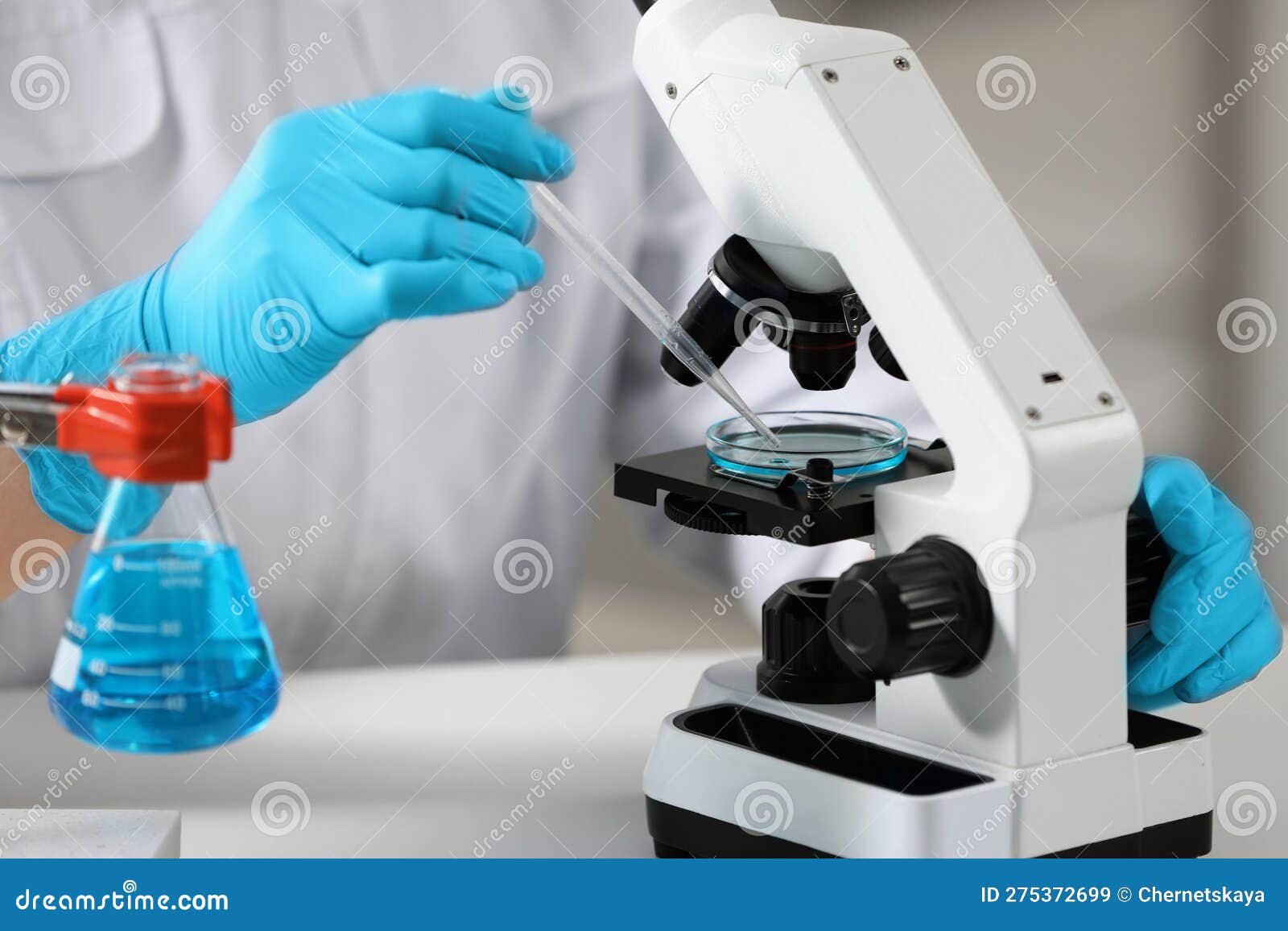 Scientist Dripping Sample Onto Petri Dish while Working with Microscope ...