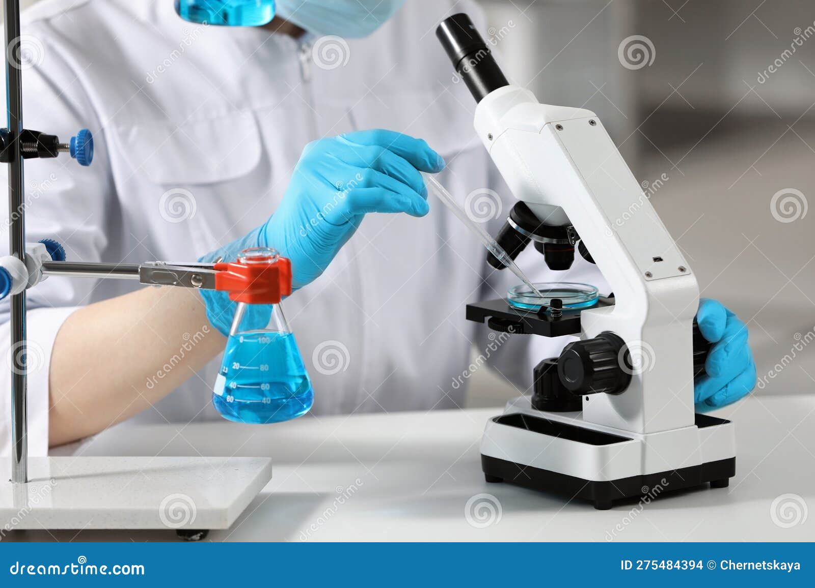 Scientist Dripping Sample Onto Petri Dish while Working with Microscope ...