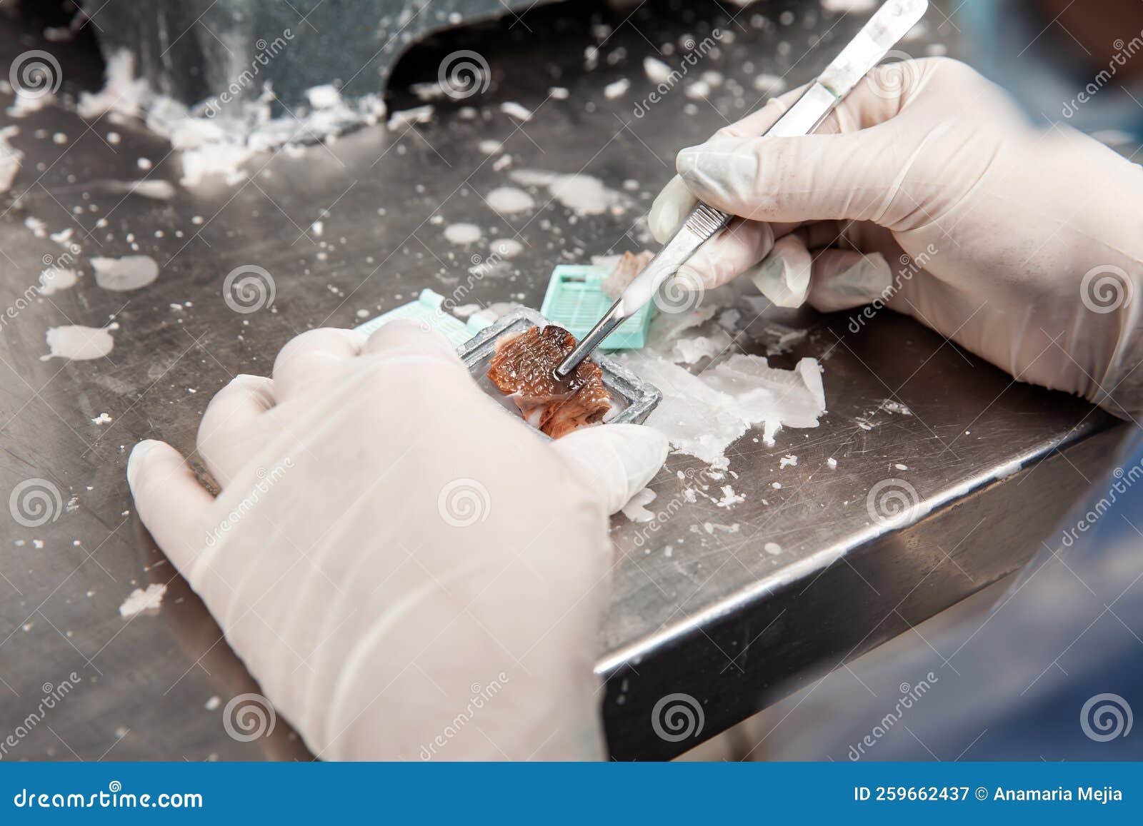 Scientist Embedding Tissues in Paraffin Blocks for Sectioning ... Scientist Embedding Tissues in Paraffin Blocks for Sectioning ...