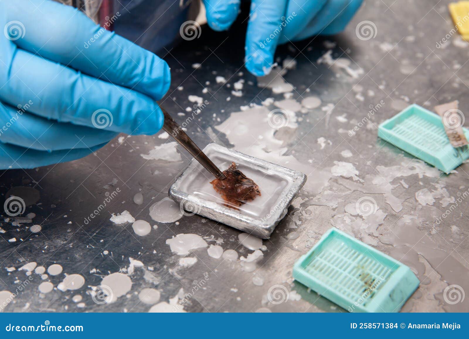 Scientist Embedding Tissues in Paraffin Blocks for Sectioning ... Scientist Embedding Tissues in Paraffin Blocks for Sectioning ...
