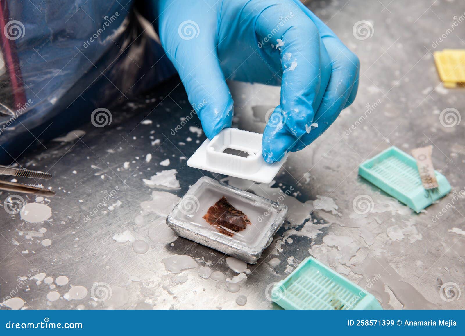 Scientist Embedding Tissues in Paraffin Blocks for Sectioning ... Scientist Embedding Tissues in Paraffin Blocks for Sectioning ...