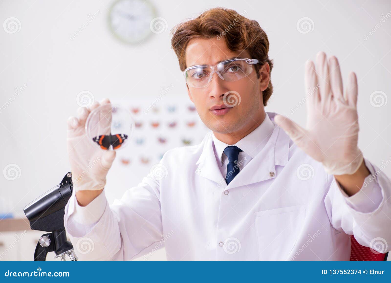 The Scientist Entomologist Studying New Butterfly Species Stock Photo ...