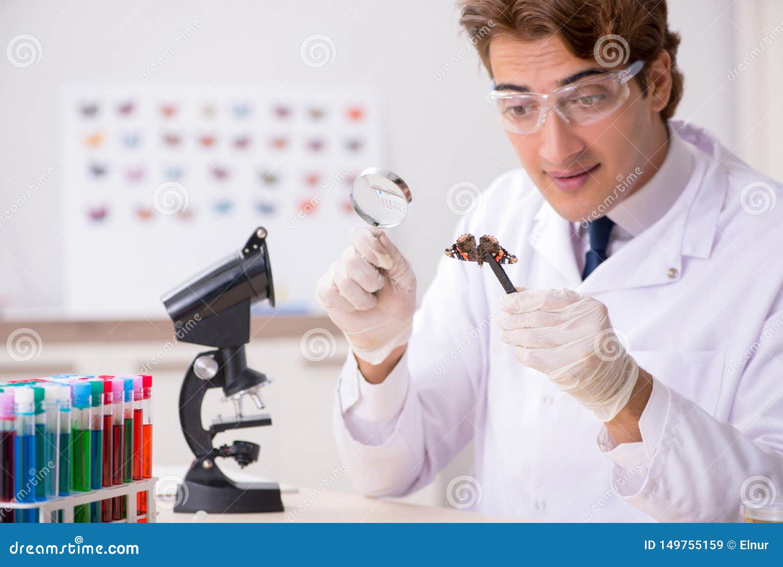 Scientist Entomologist Studying New Butterfly Species Stock Image ...