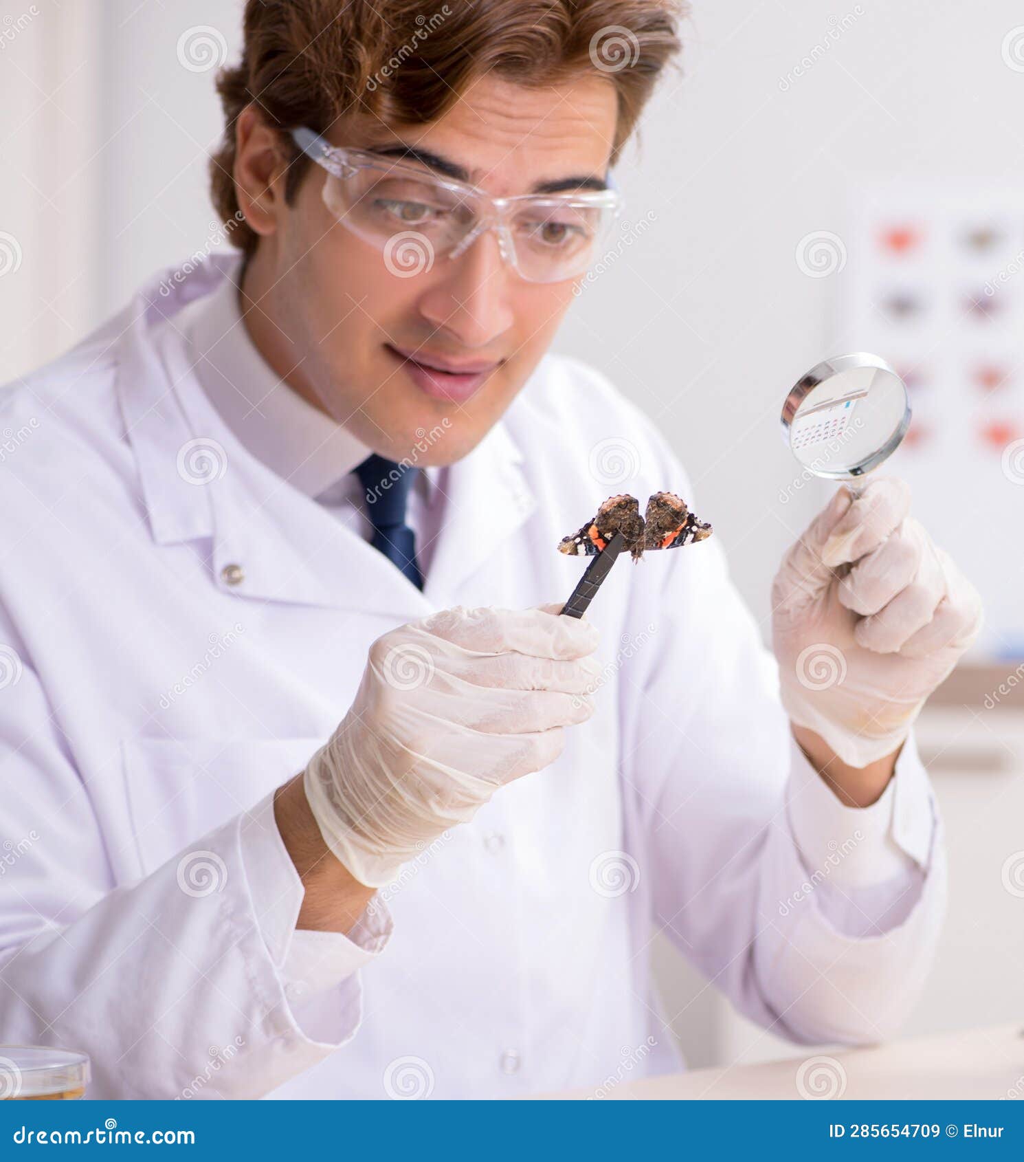 Scientist Entomologist Studying New Butterfly Species Stock Image ...