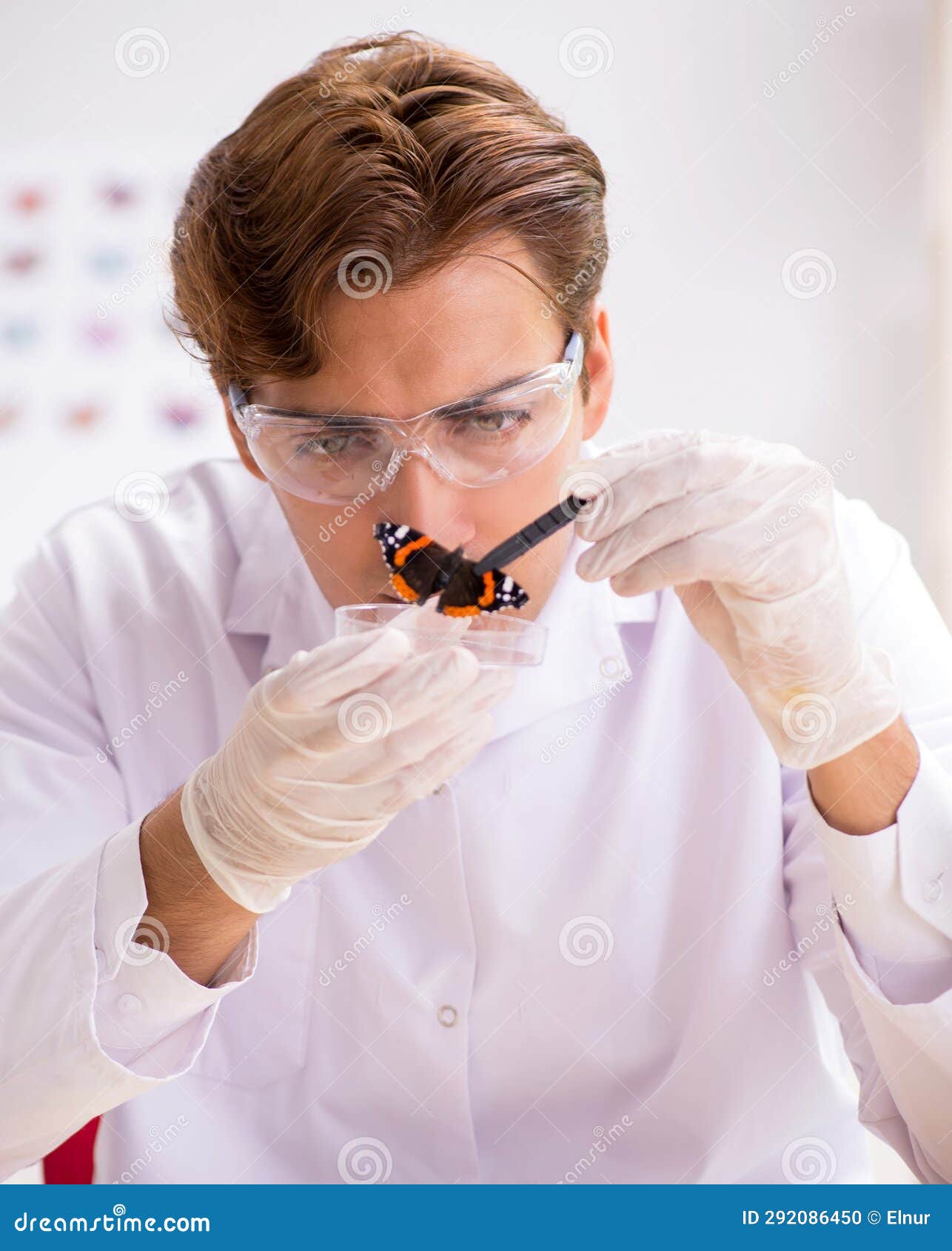 Scientist Entomologist Studying New Butterfly Species Stock Photo ...