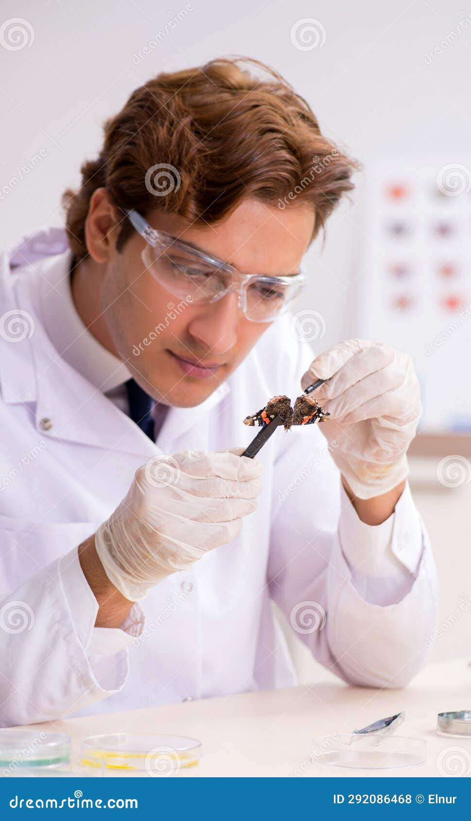 Scientist Entomologist Studying New Butterfly Species Stock Photo ...