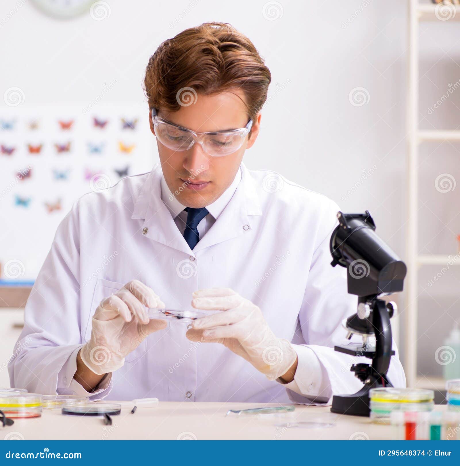 Scientist Entomologist Studying New Butterfly Species Stock Photo ...