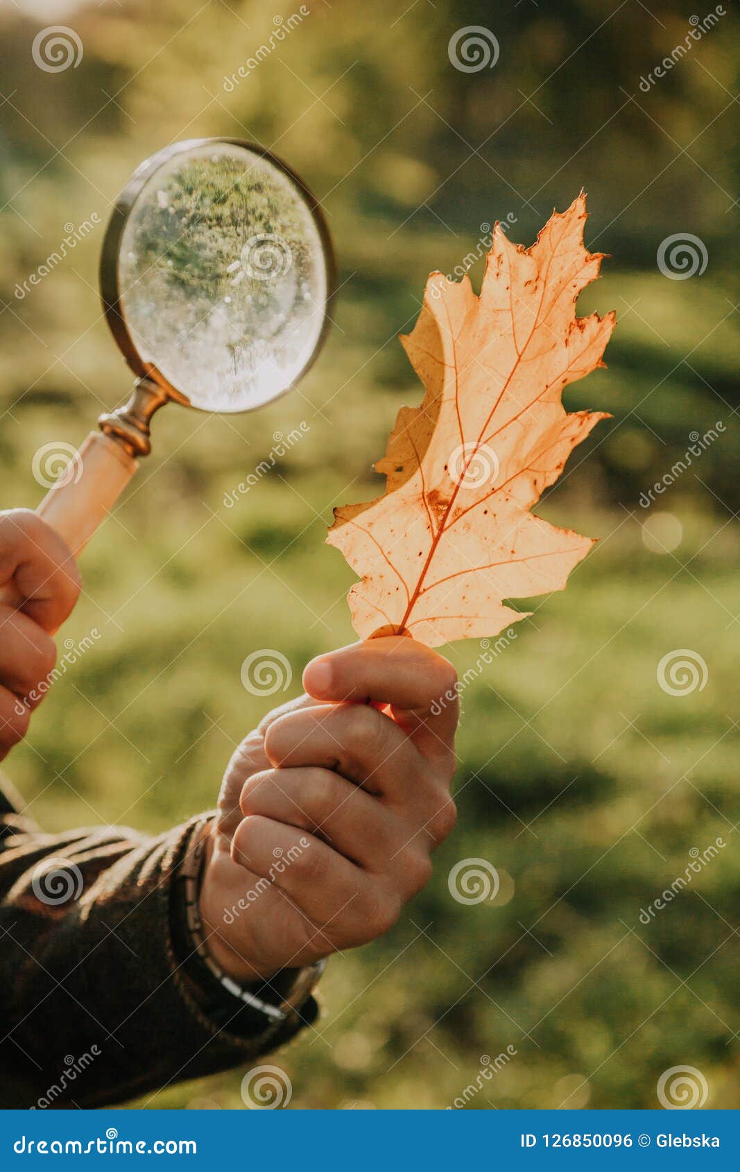 Scientist Examines Leaf of Tree through Magnifying Glass Stock Photo ...